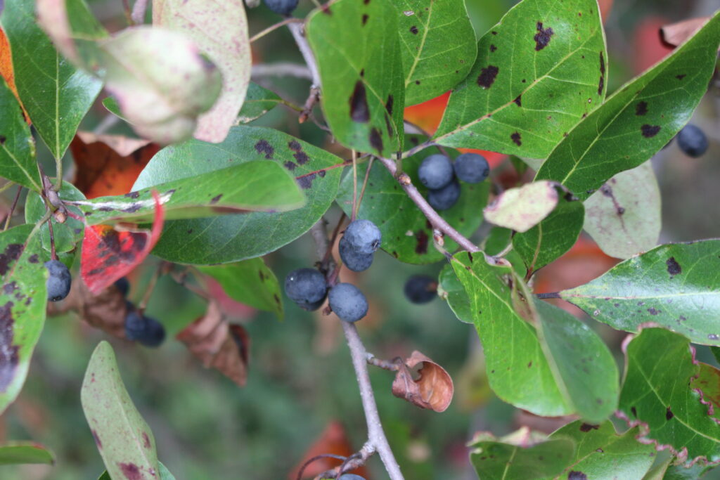 Black Gum - Native Roots