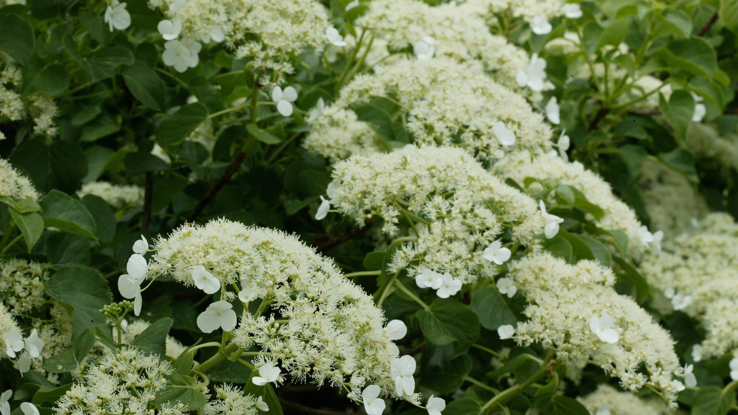 Climbing Hydrangea - Native Roots