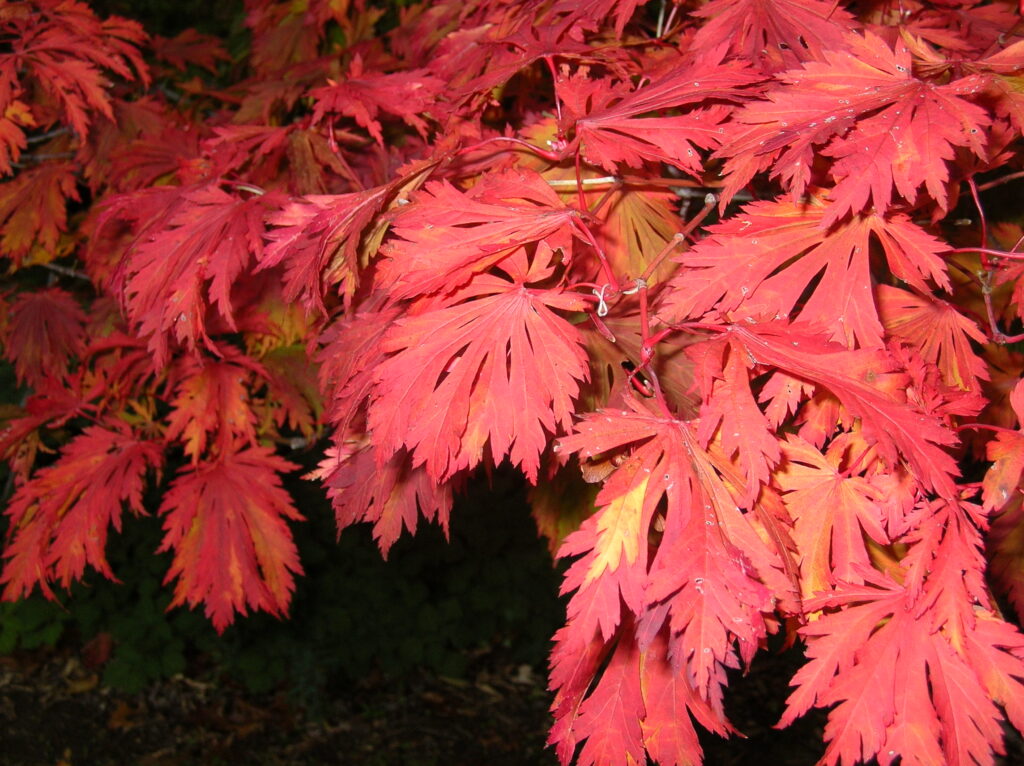 Full Moon Japanese Maple - Native Roots