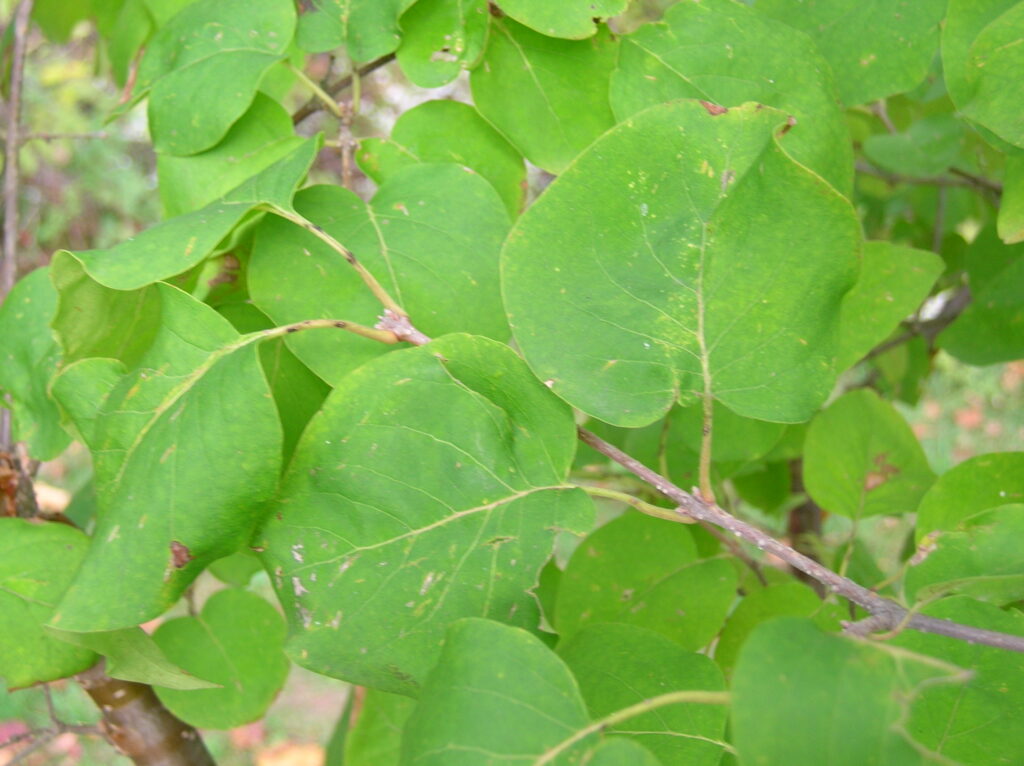Great Wall Peking Lilac - Native Roots