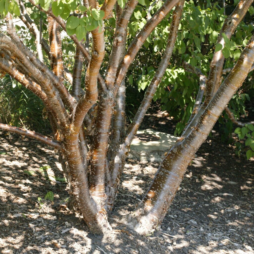 Great Wall Peking Lilac - Native Roots