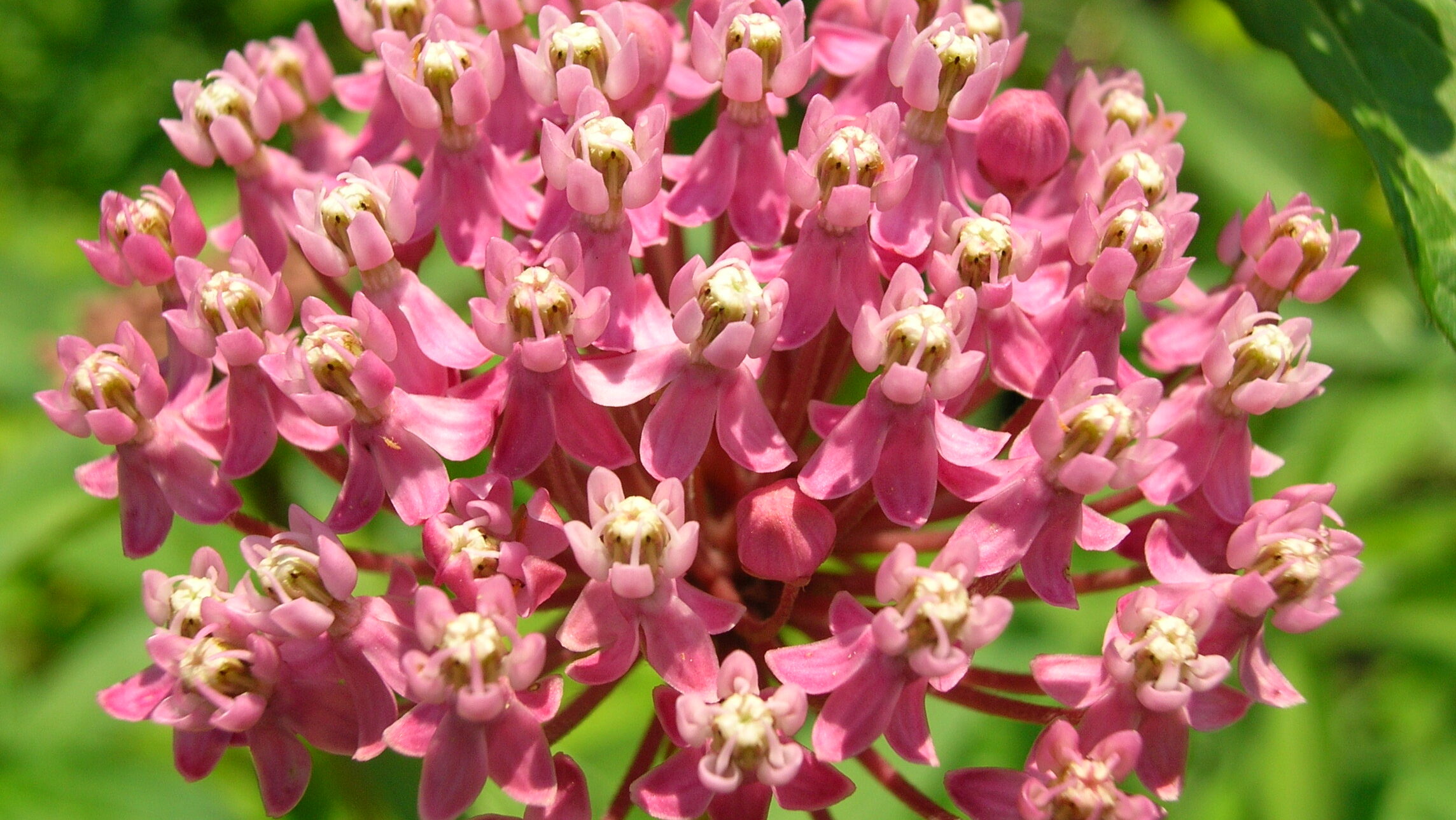 Swamp Milkweed - Native Roots