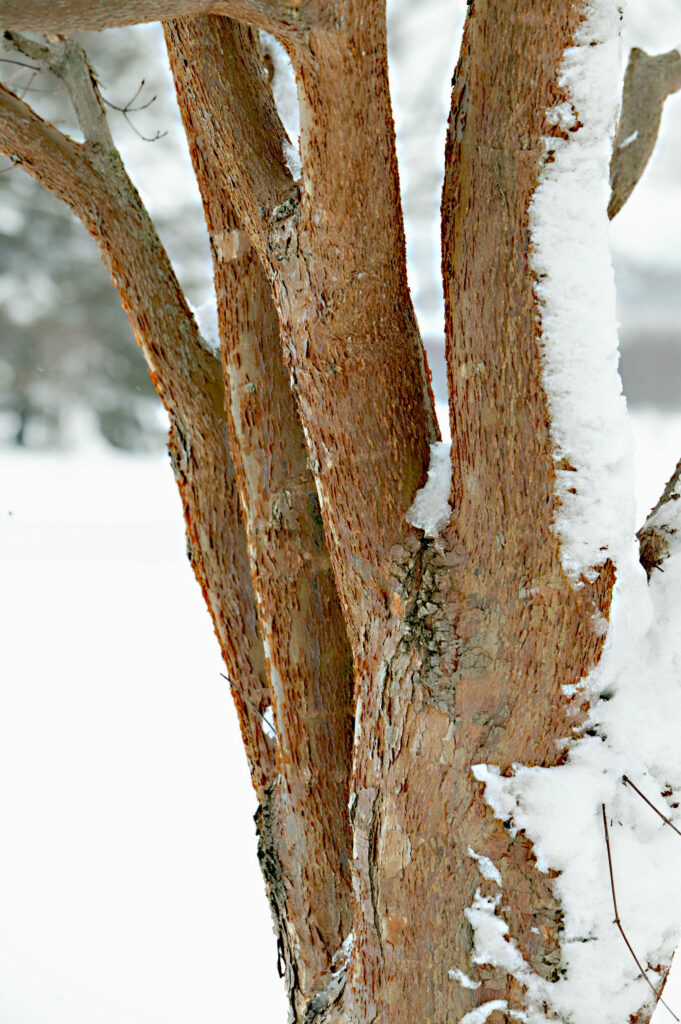 Girard’s Hybrid Paperbark Maple - Native Roots