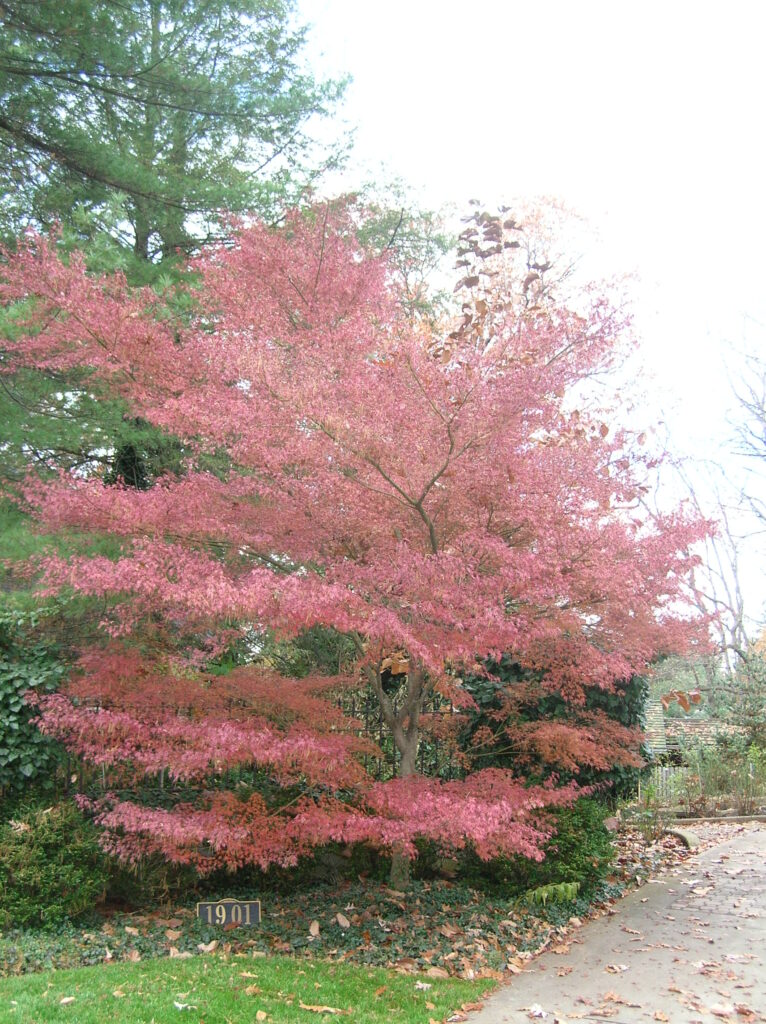 Seiryu Japanese Maple - Native Roots