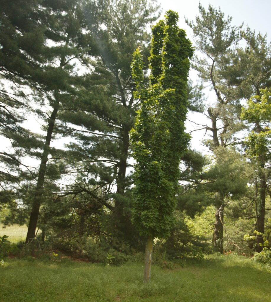 Apollo Maple - Native Roots