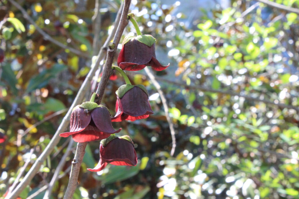 Paw Paw - Native Roots