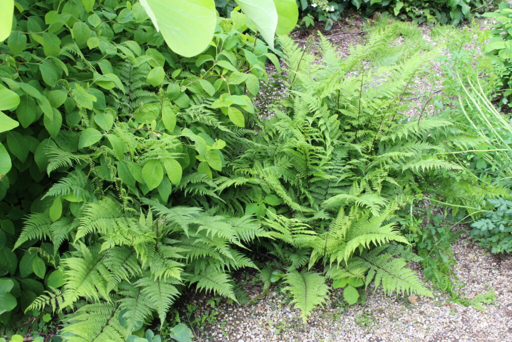 Lady in Red Lady Fern - Native Roots