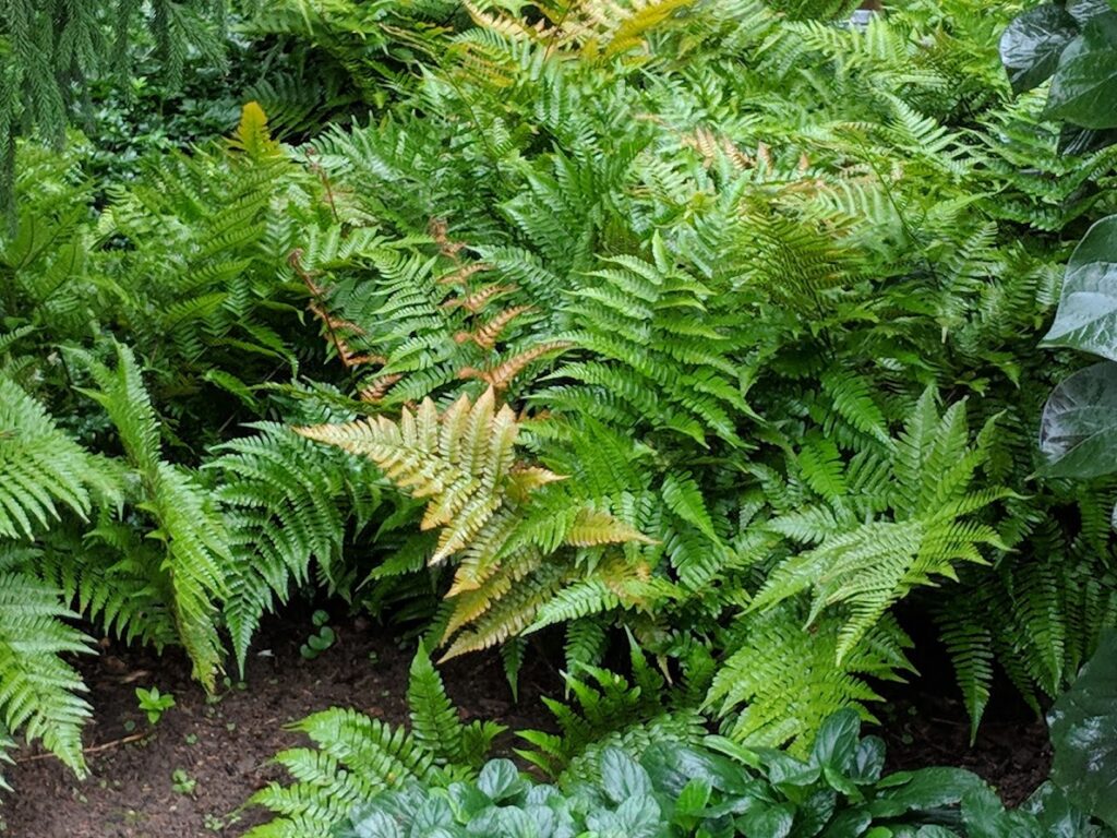 Autumn Brilliance Fern - Native Roots