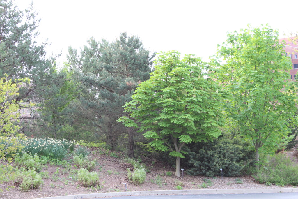Autumn Splendor Horsechestnut - Native Roots