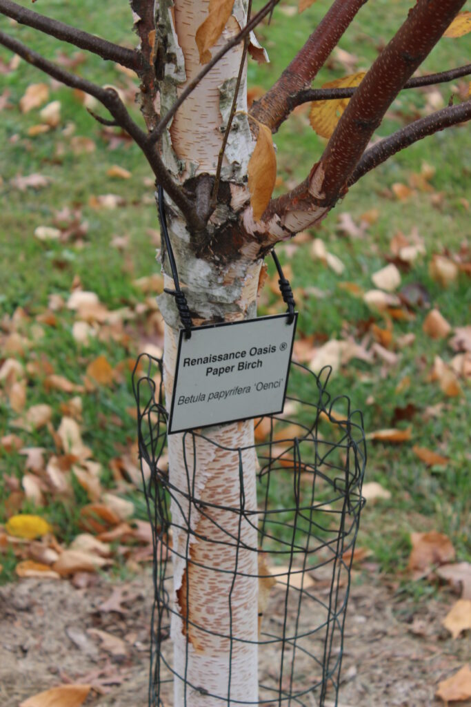 Renaissance Oasis Paper Birch - Native Roots
