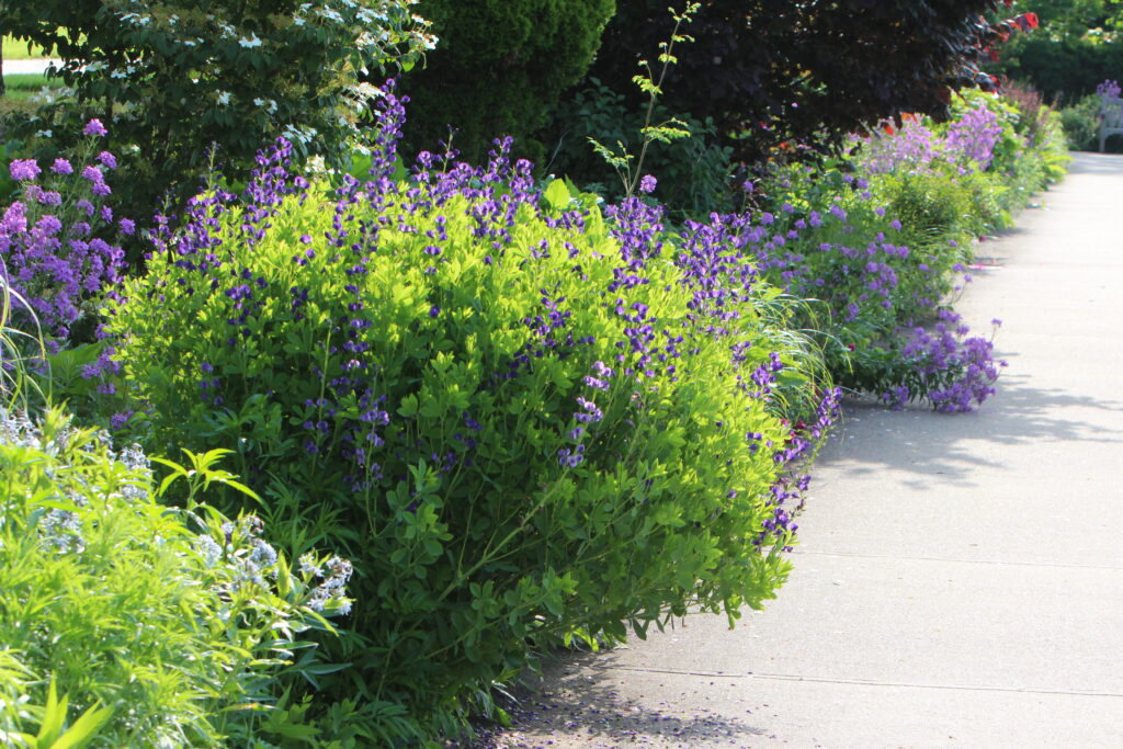 Blue False Indigo - Native Roots