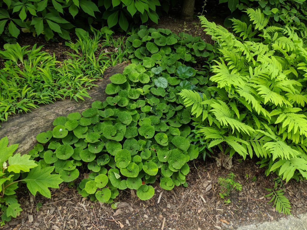 Canadian Ginger - Native Roots
