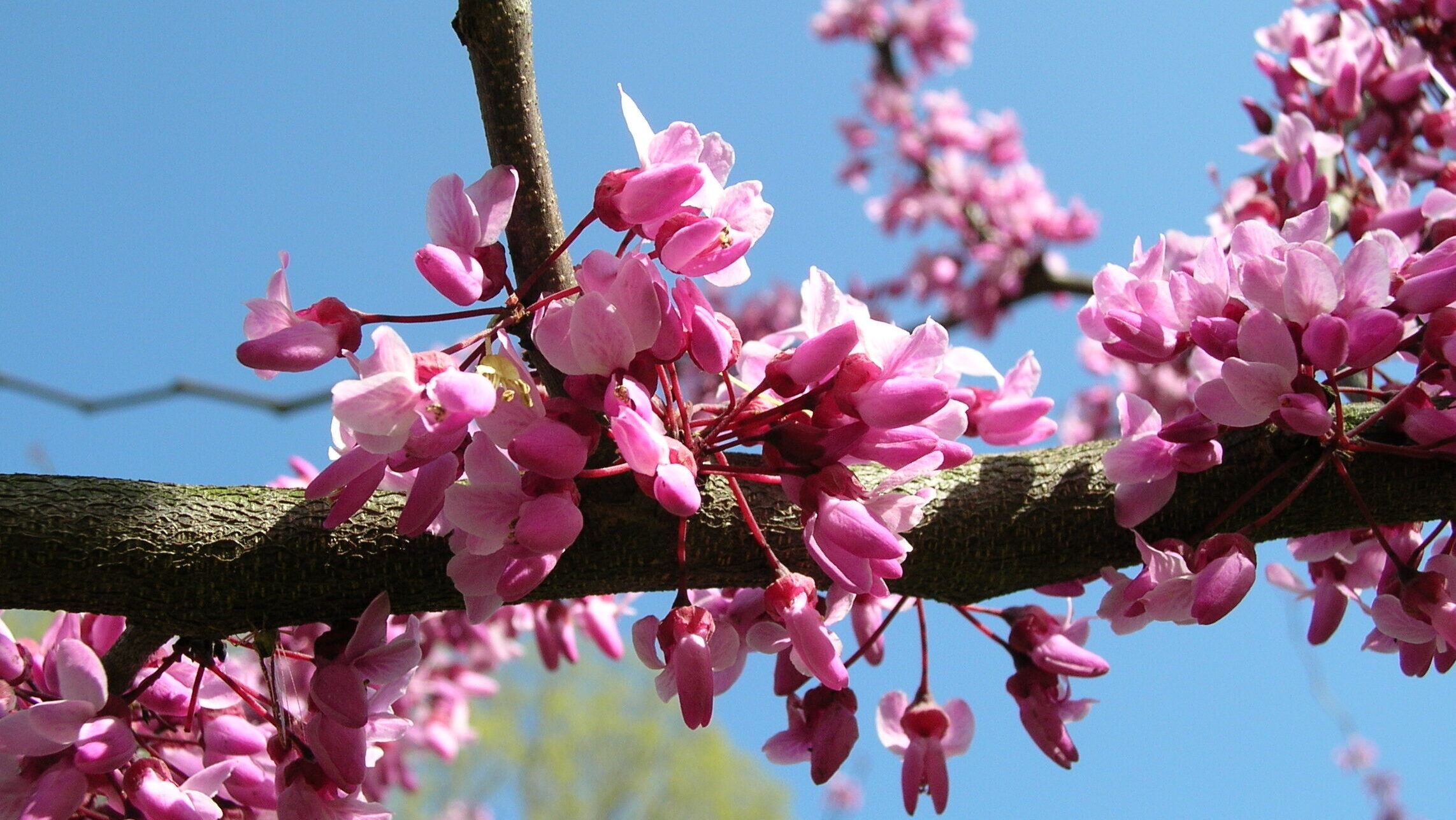 Forest Pansy Redbud - Native Roots