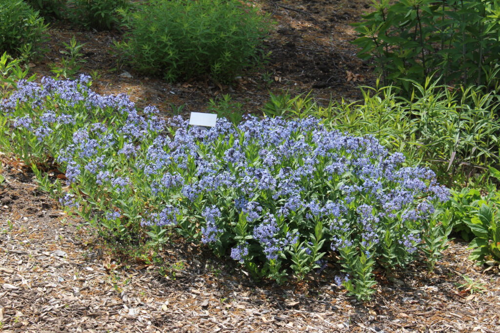 Eastern Bluestar - Native Roots
