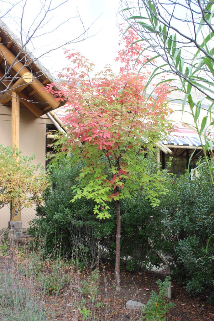 Gingerbread Paperbark Maple - Native Roots