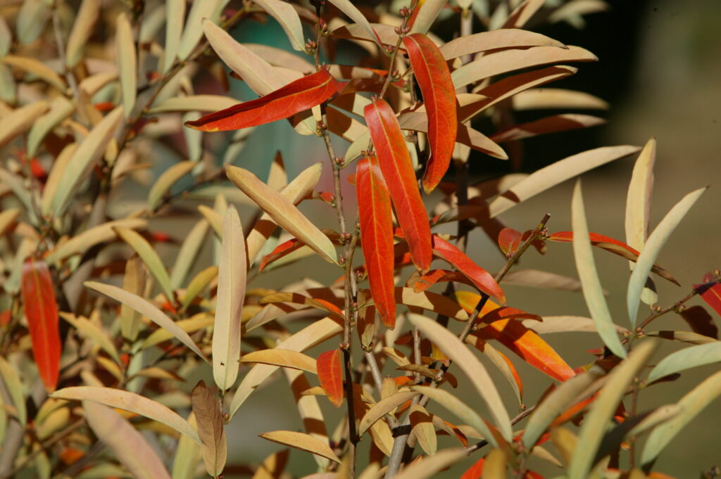 Oriental Spicebush - Native Roots