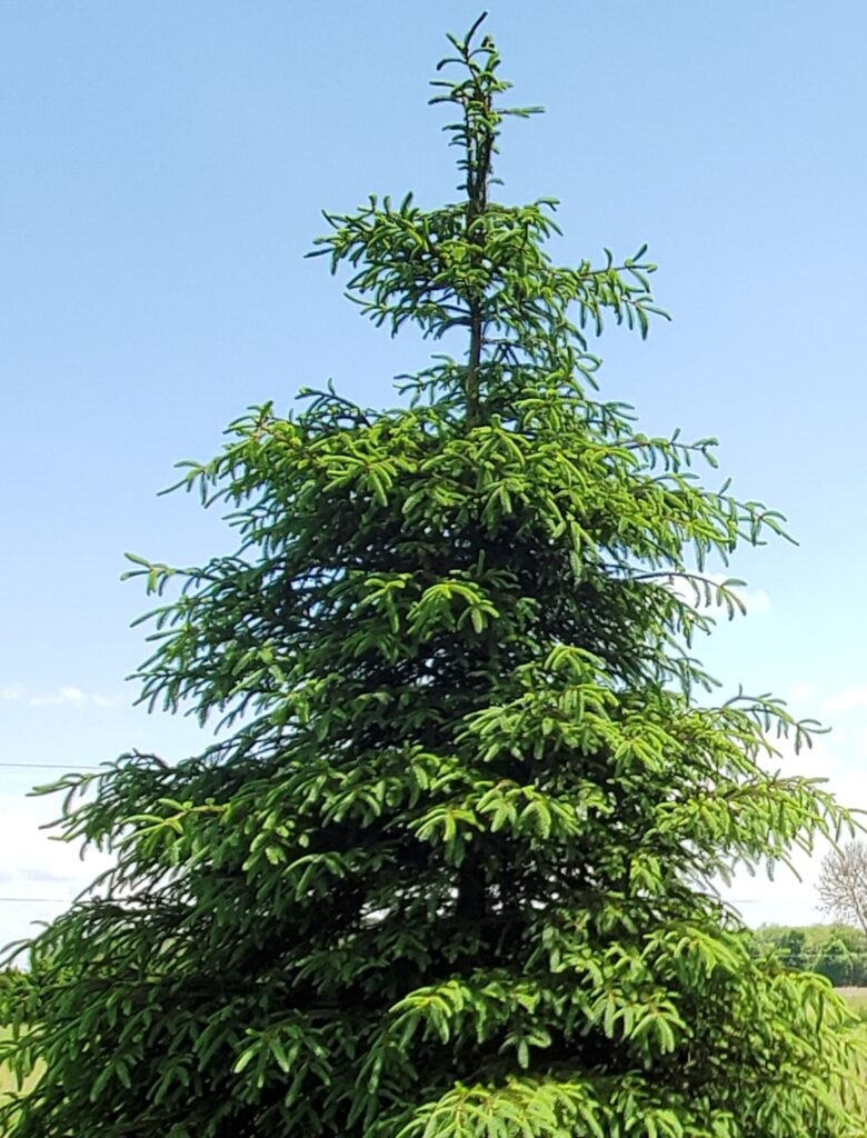 Norway Spruce - Native Roots