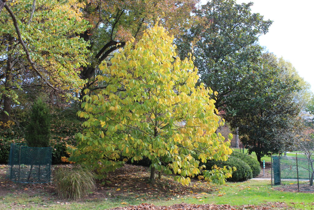 Paw Paw - Native Roots