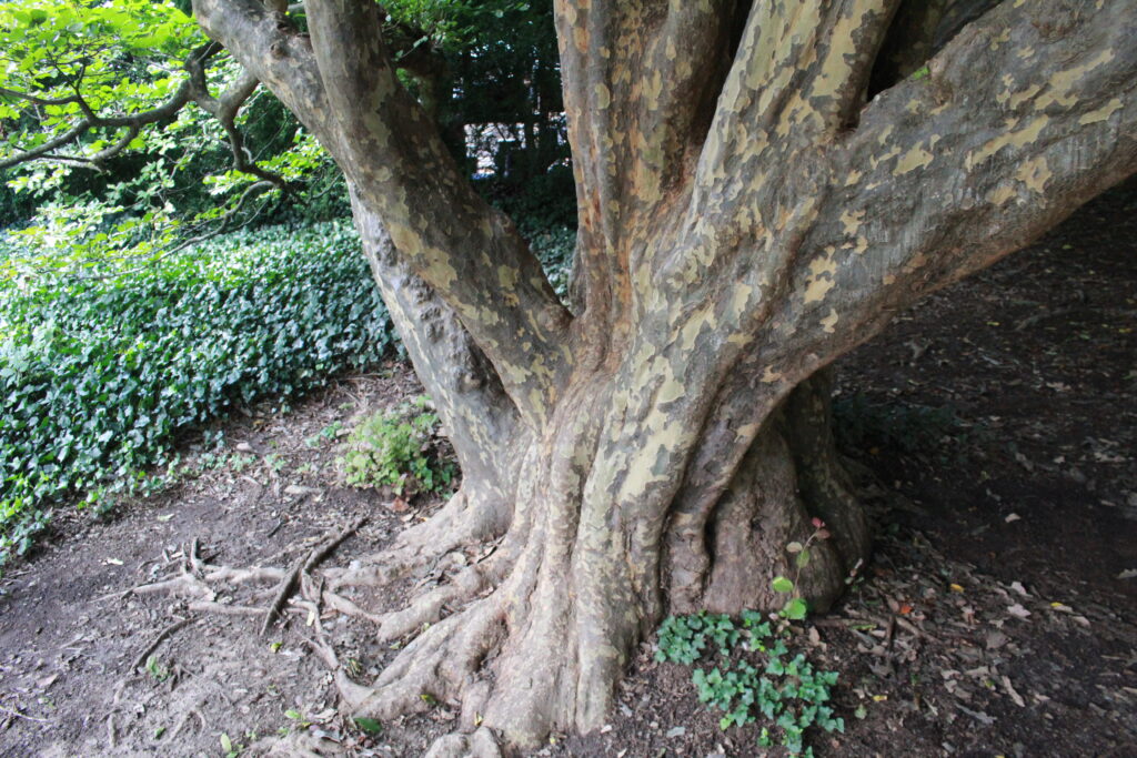 Persian Ironwood - Native Roots