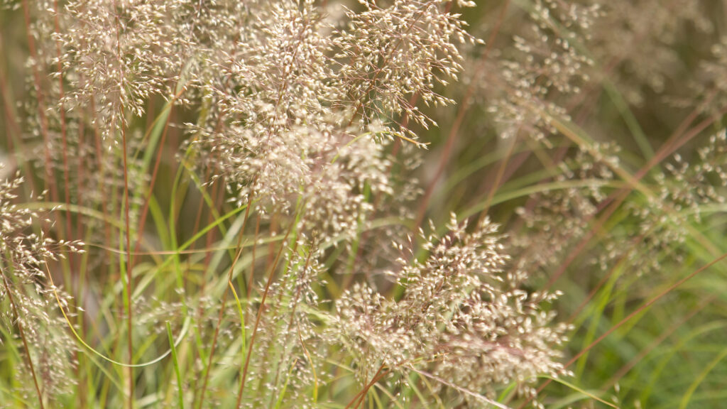 Prairie Dropseed - Native Roots