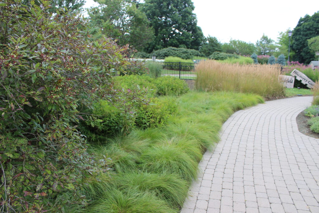 Prairie Dropseed - Native Roots