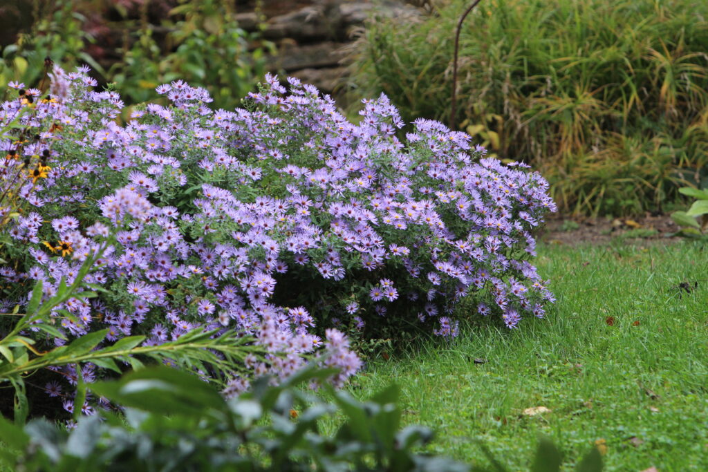Raydon’s Favorite Fragrant Aster - Native Roots