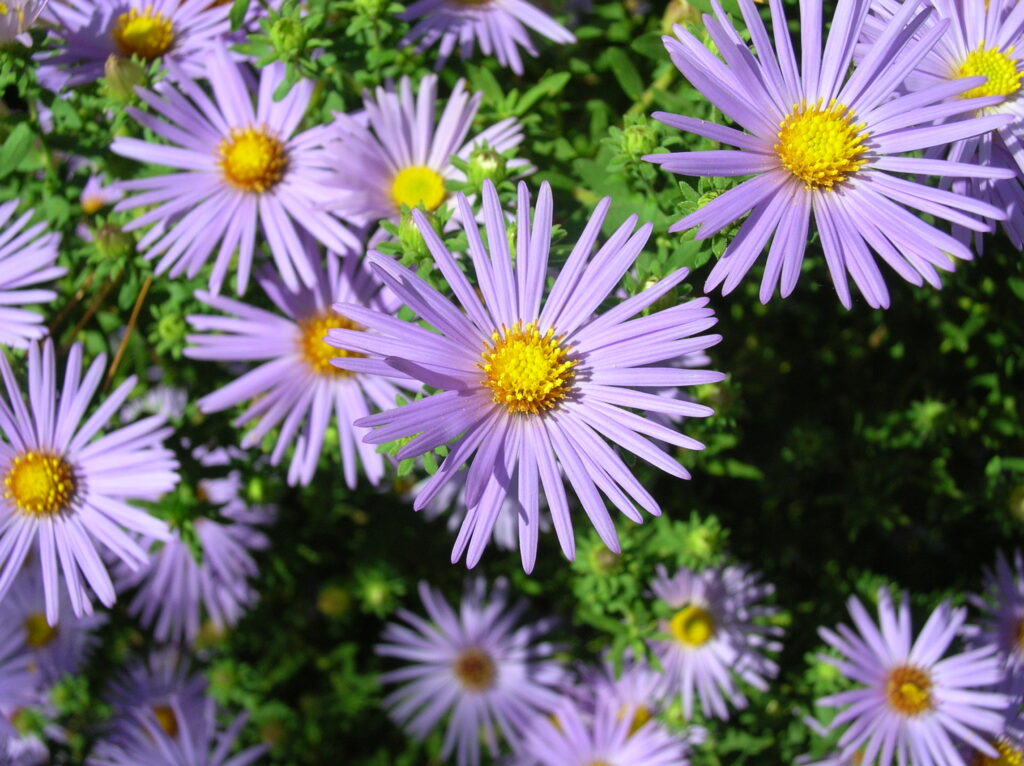 Raydon’s Favorite Fragrant Aster - Native Roots