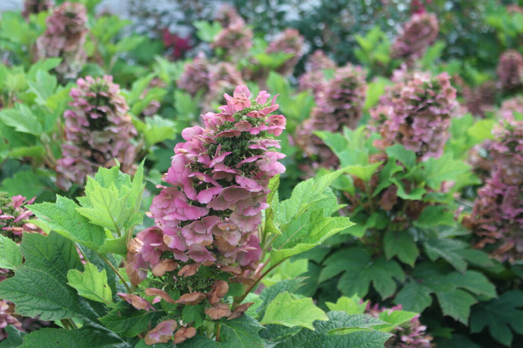 Ruby Slippers Hydrangea - Native Roots