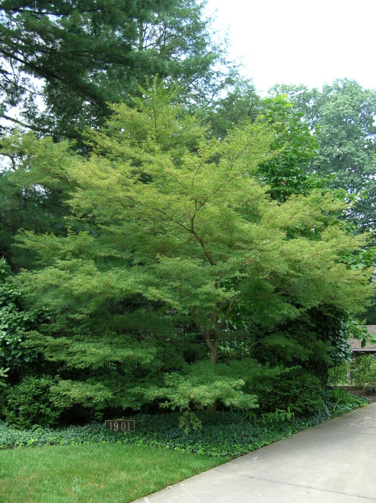 Seiryu Japanese Maple - Native Roots