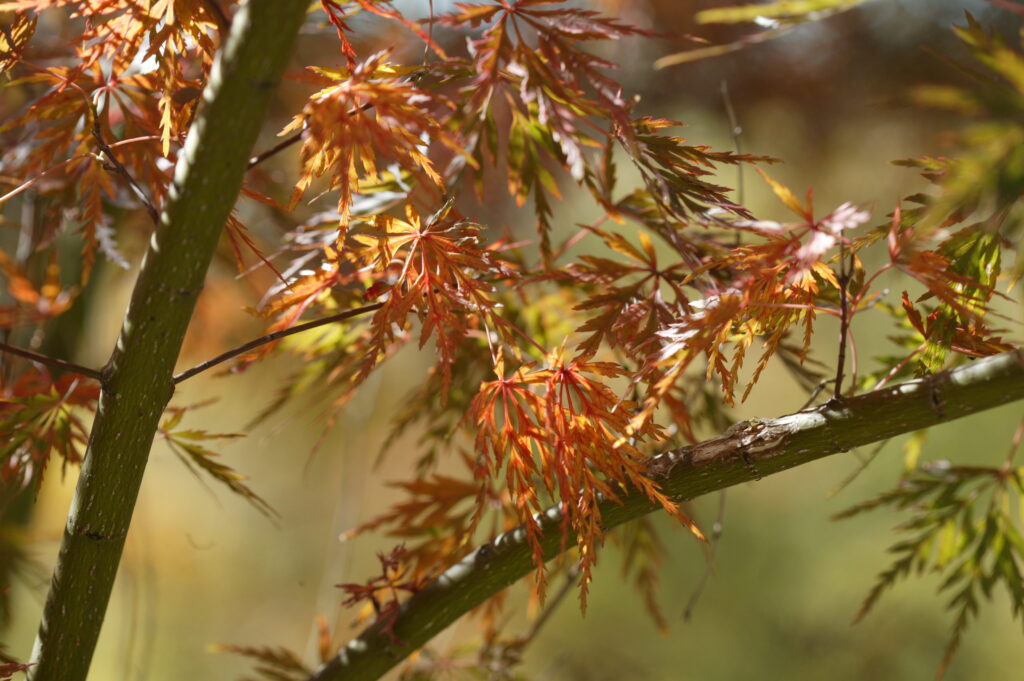 Seiryu Japanese Maple - Native Roots