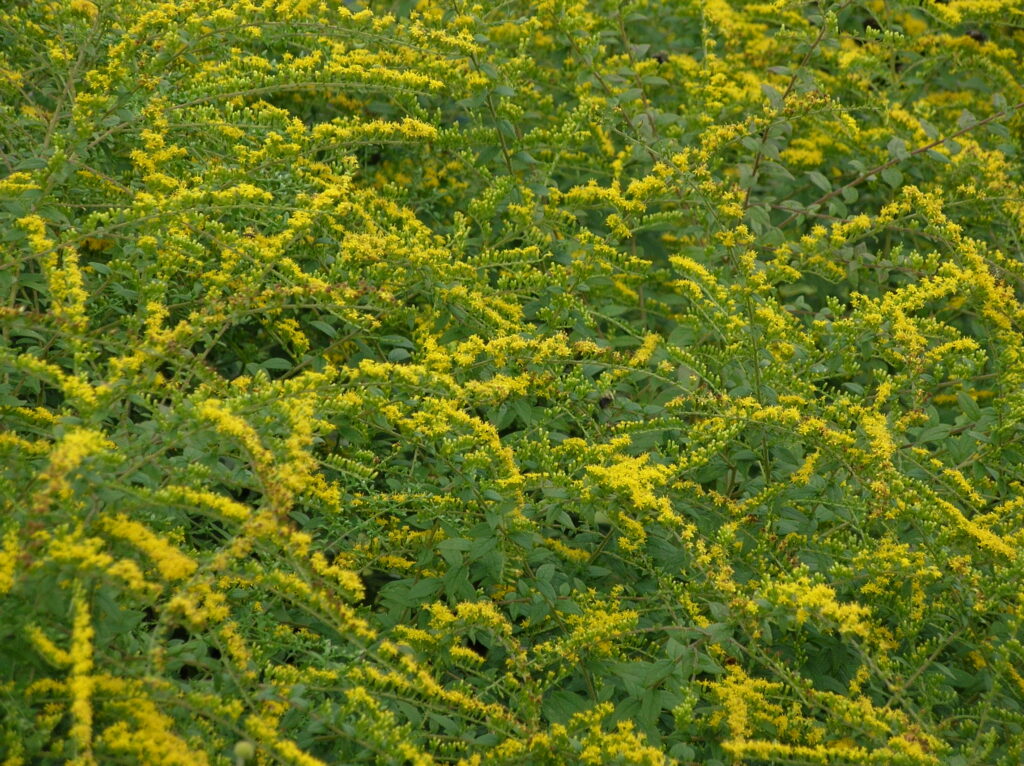 Fireworks Goldenrod - Native Roots