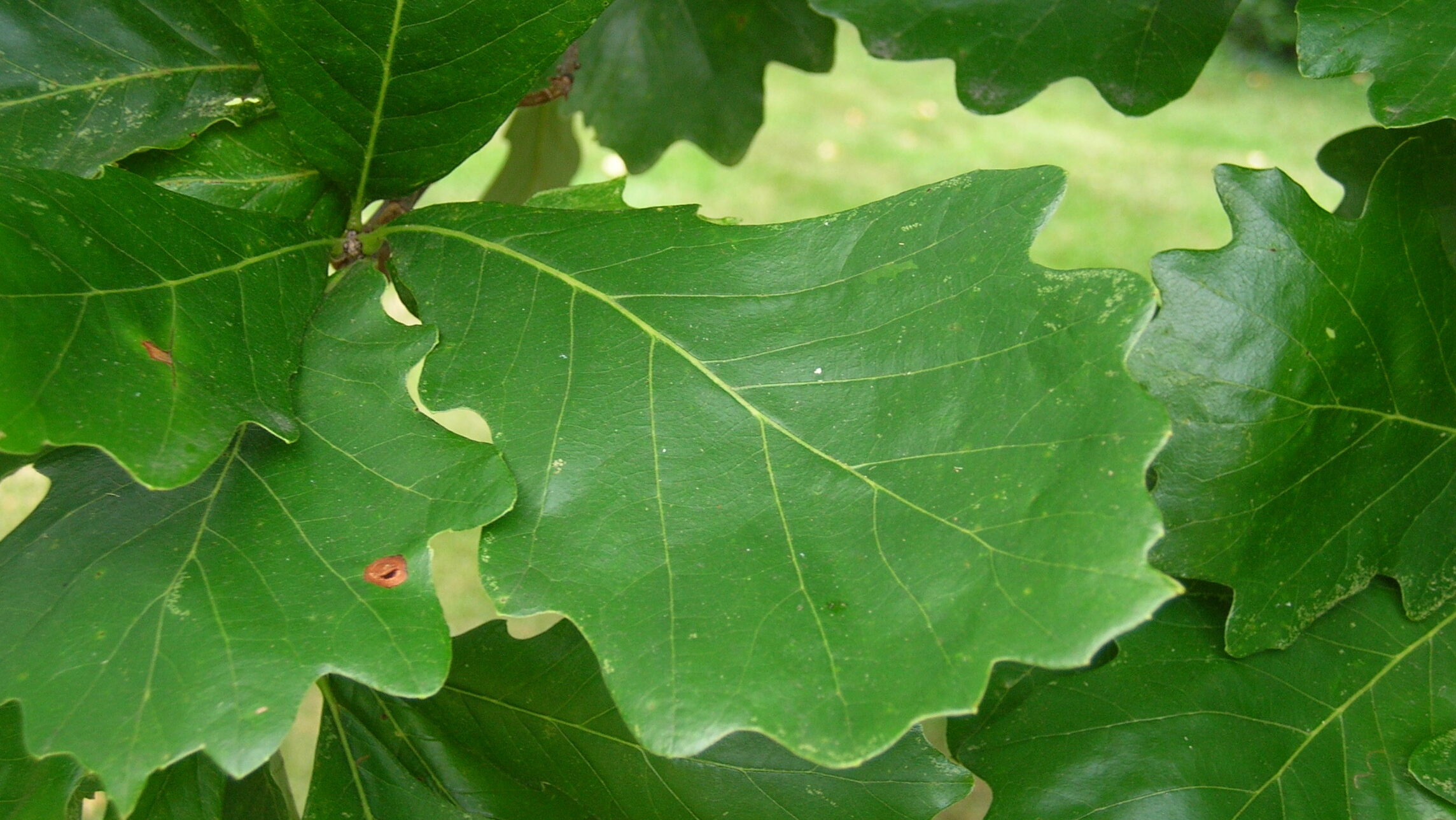 Swamp White Oak - Native Roots