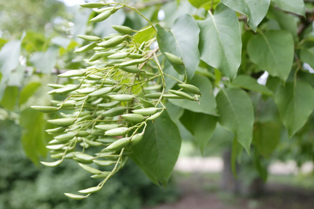 Great Wall Peking Lilac - Native Roots