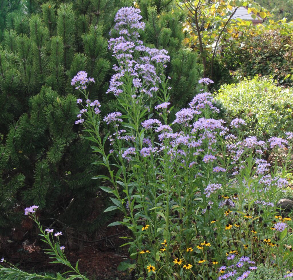 Tatarian Aster - Native Roots