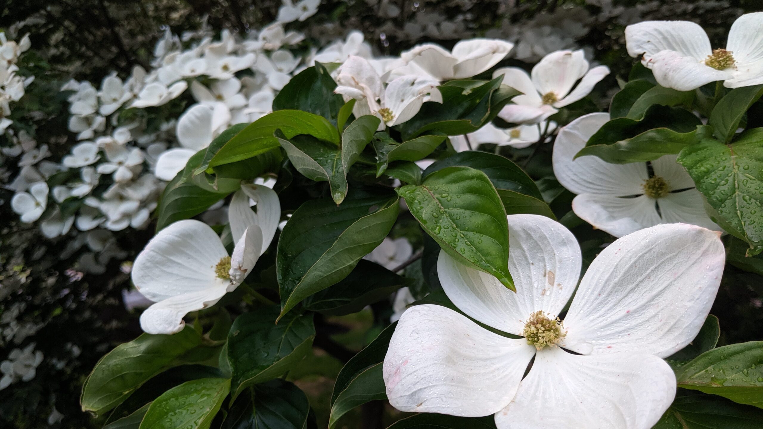 Venus Dogwood - Native Roots