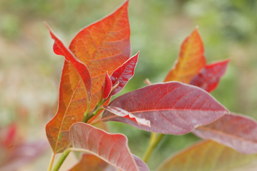 Wildfire Black Gum - Native Roots